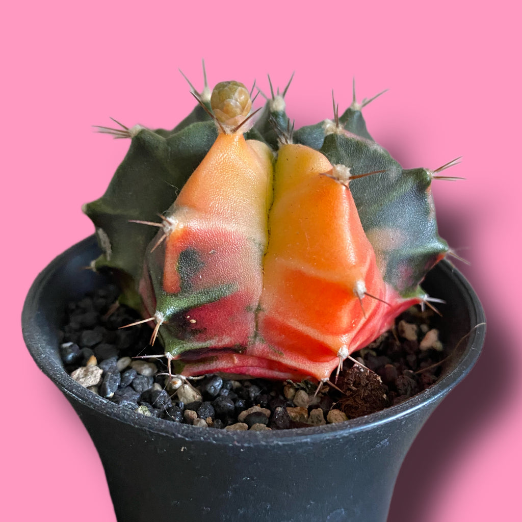 Gymnocalycium Mihanovichii Variegated Rare Oriental Moon Cactus – Green ...