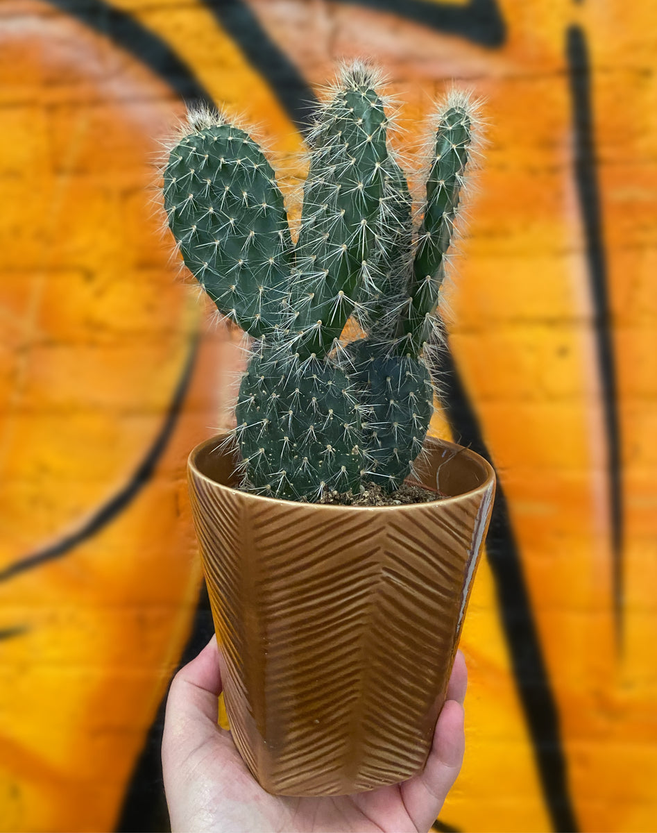 Double Opuntia Pailana Cactus House Plant Prickly Pear Cactus 30cm ...