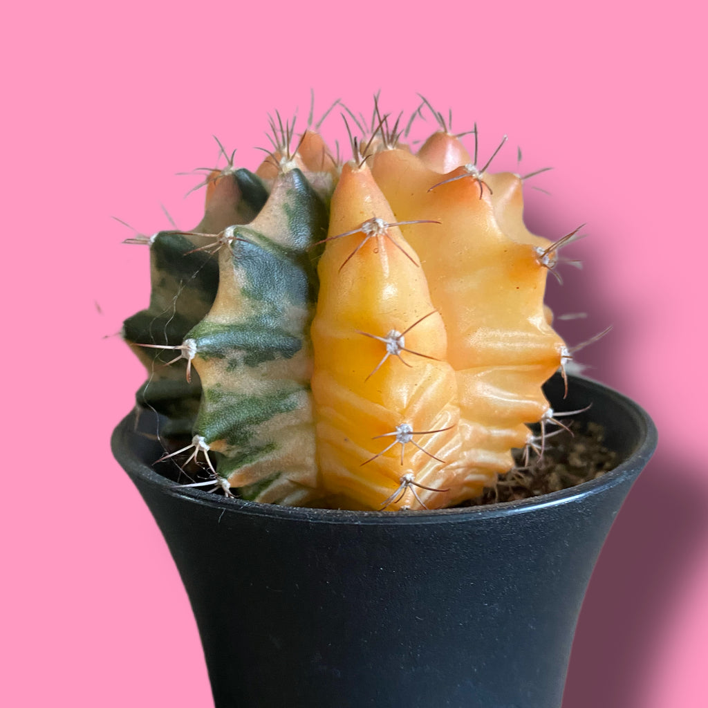 Gymnocalycium Mihanovichii Variegated Rare Oriental Moon Cactus – Green ...