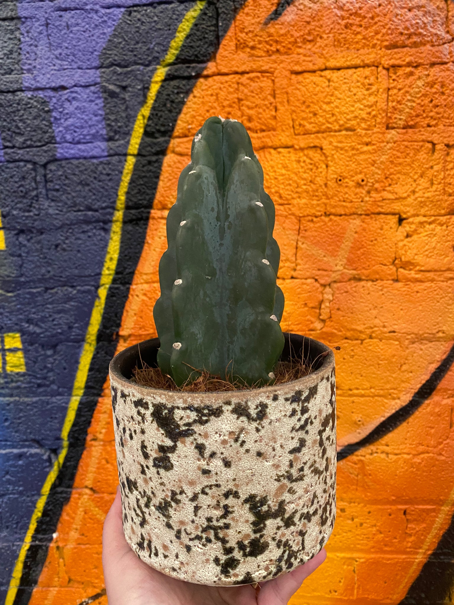 Cuddly Cactus Cereus Jamacaru Easy Care 28 cm - 70 cm – Green Charm ...