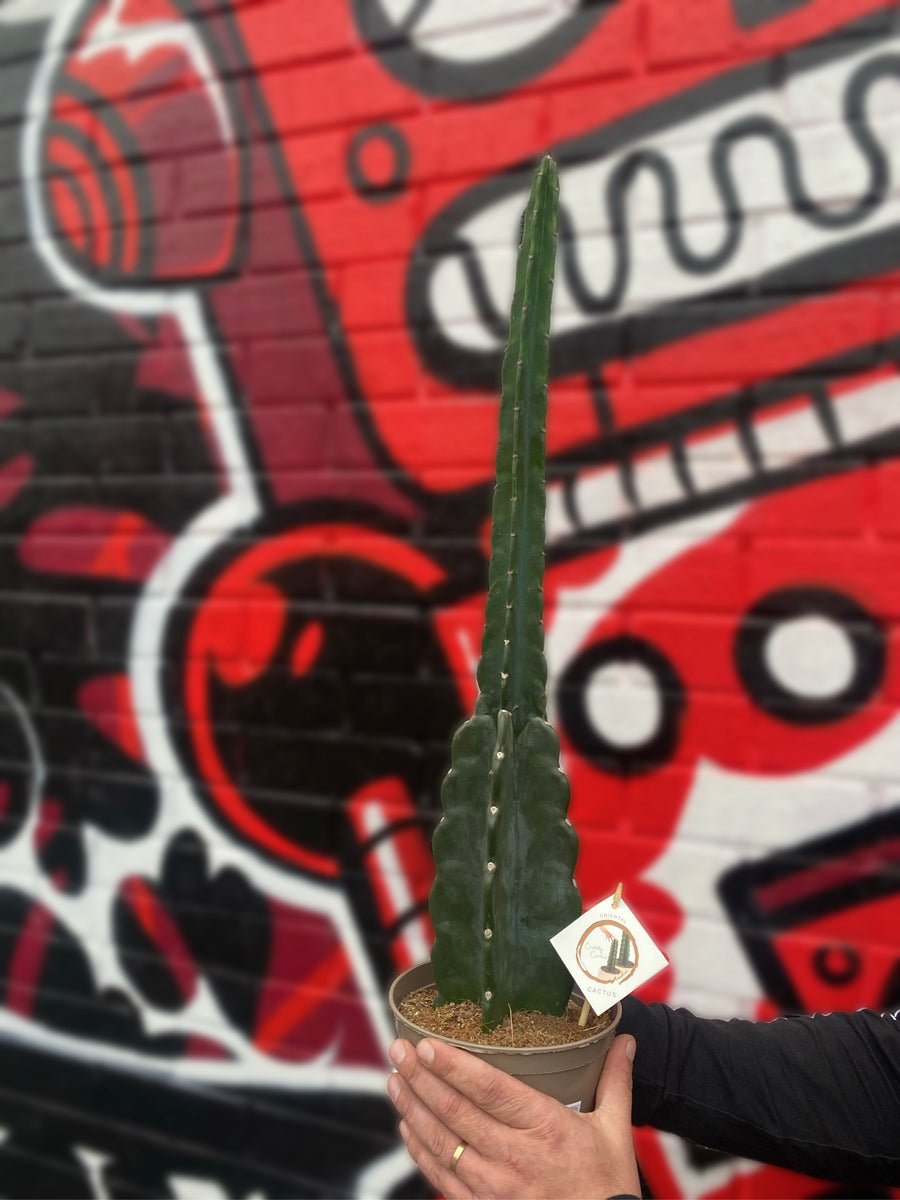 Cuddly Cactus Cereus Jamacaru Easy Care 28 cm - 70 cm – Green Charm ...