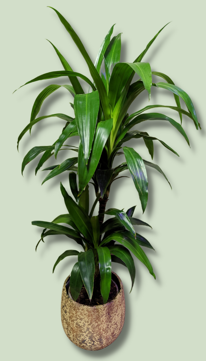 Dracaena Janet Craig Dragon Tree 110 cm – Green Charm House of Plants