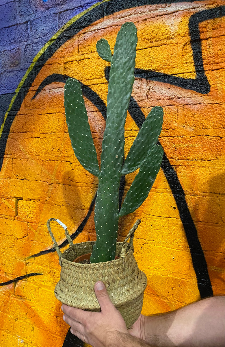 Opuntia Rubescens Consolea Road Kill Cactus 55 cm – Green Charm House ...