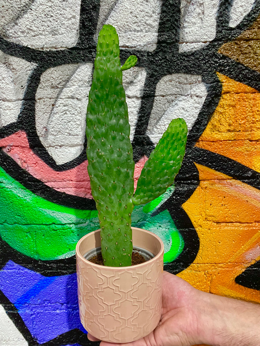Opuntia Rubescens Consolea Road Kill Cactus 35cm – Green Charm House of ...