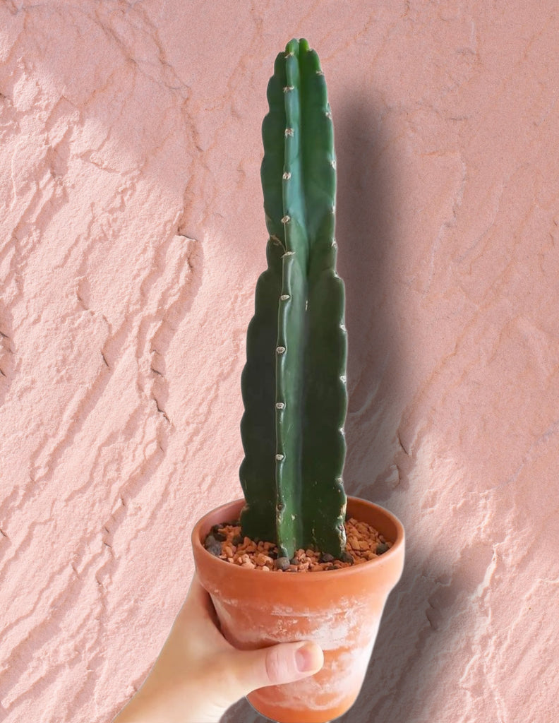Cuddly Cactus Cereus Jamacaru Easy Care 28 cm - 70 cm – Green Charm ...