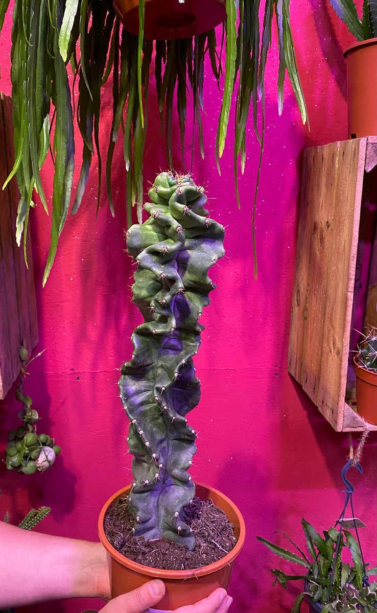 Cereus Forbesii Spiralis Spiral Cactus Twisted Cereus 55 cm – Green ...