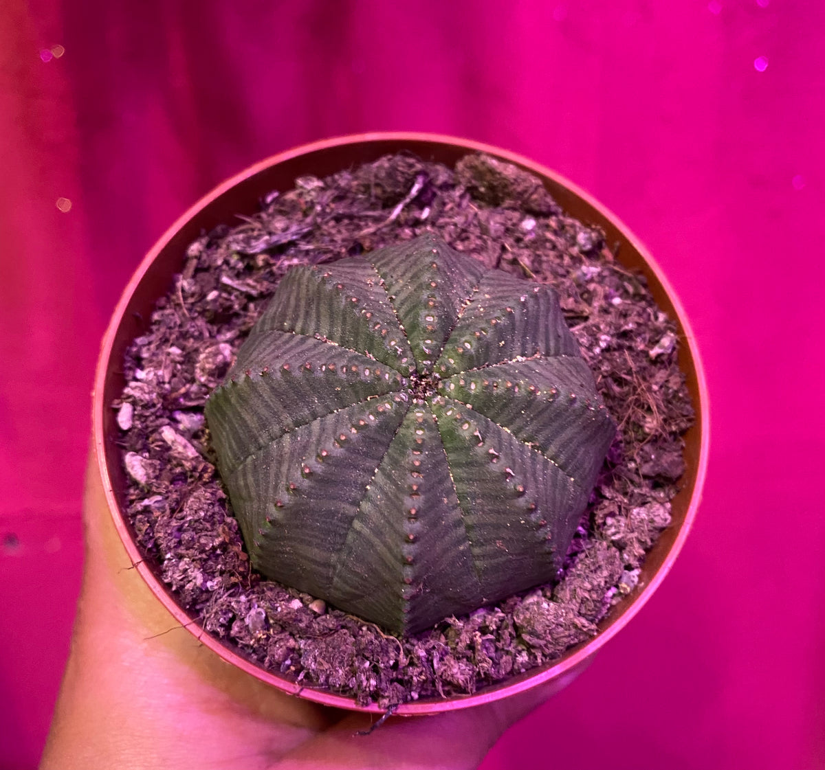 Euphorbia Obesa Basketball Plant Sea Urchin Living Baseball 7.5 cm ...