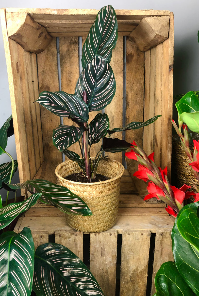 Calathea Ornata Sanderiana Prayer Plant Pink Stripe 18cm - 100cm ...