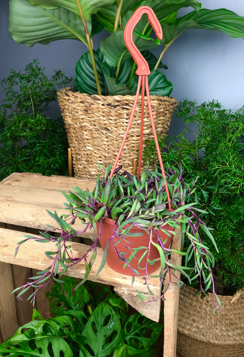 Senecio Herreianus Purple Flush - String of Banana’s 20cm – Green Charm ...