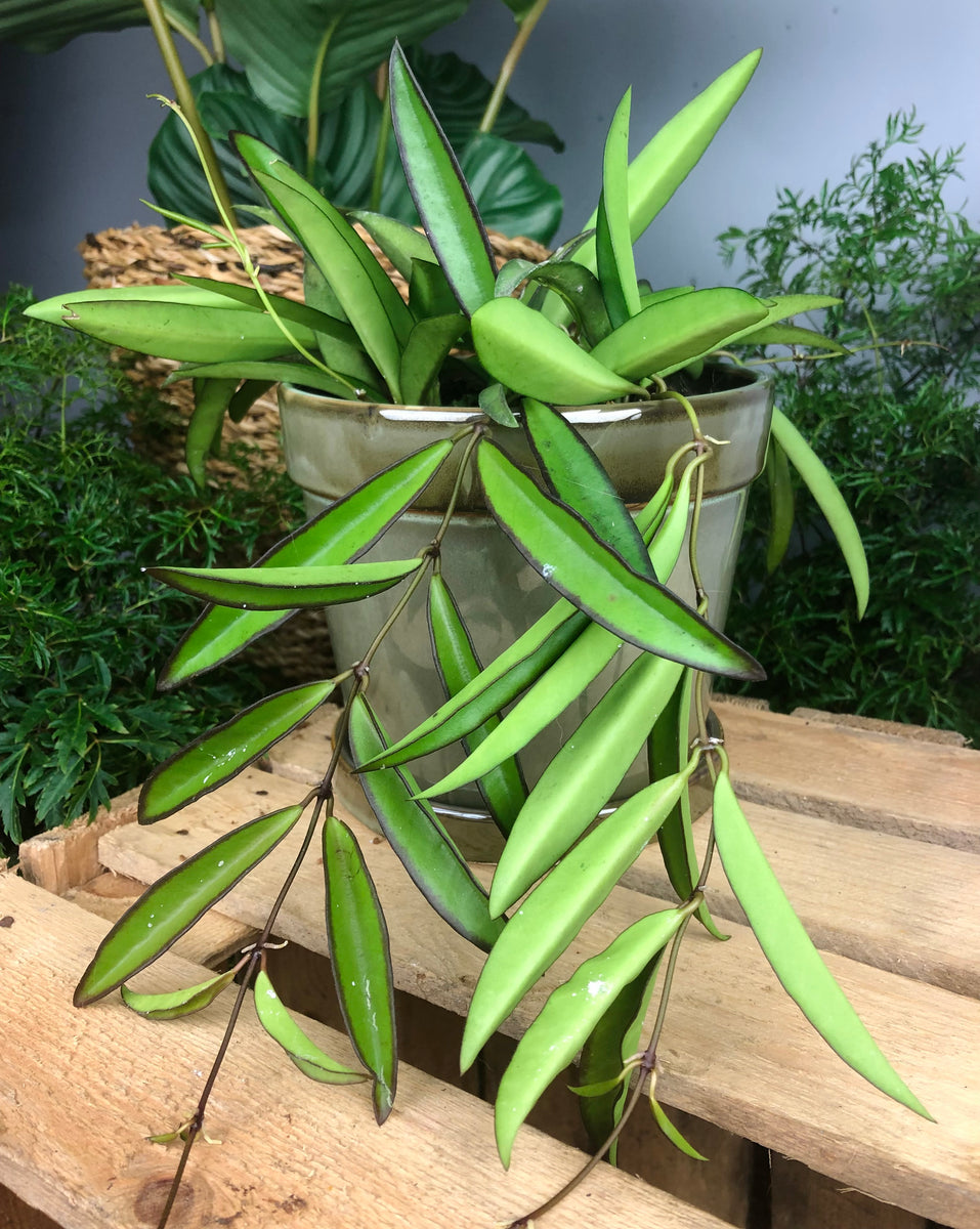 Hoya Wayetti 24 cm – Green Charm House of Plants