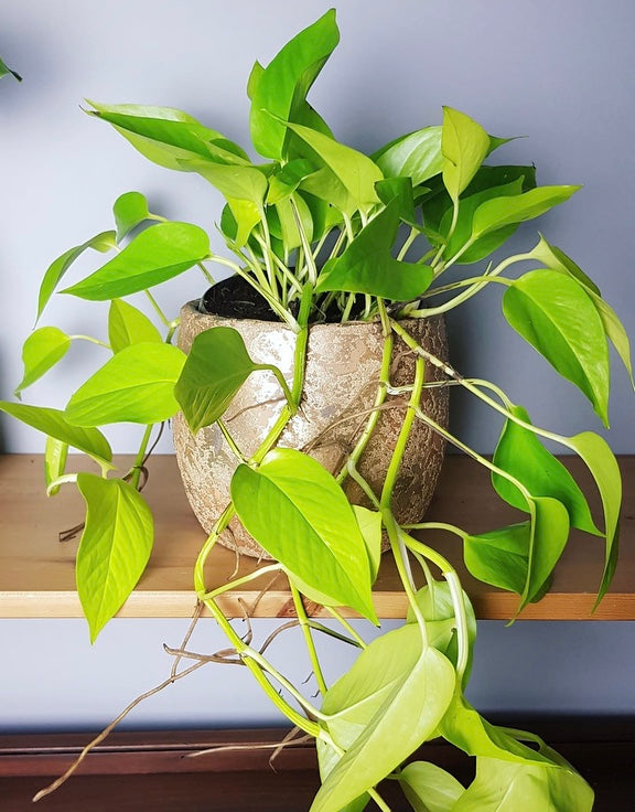 Epipremnum Aureum Neon