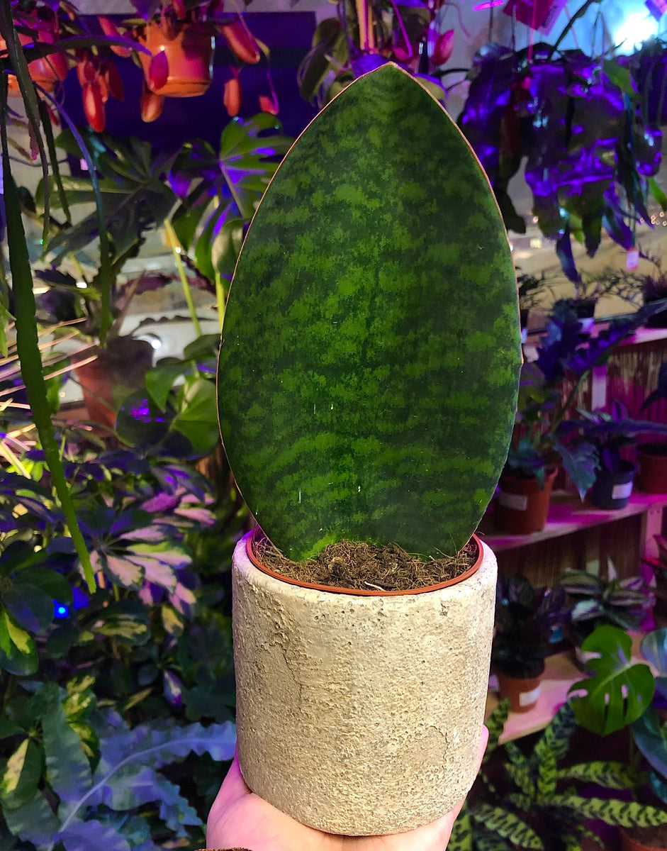 Sansevieria Masoniana Victoria Beginner Friendly Houseplant 22cm ...