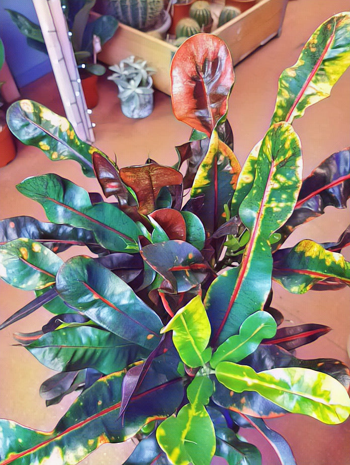 Codiaeum variegatum 'Mammi' Croton 80 cm – Green Charm House of Plants